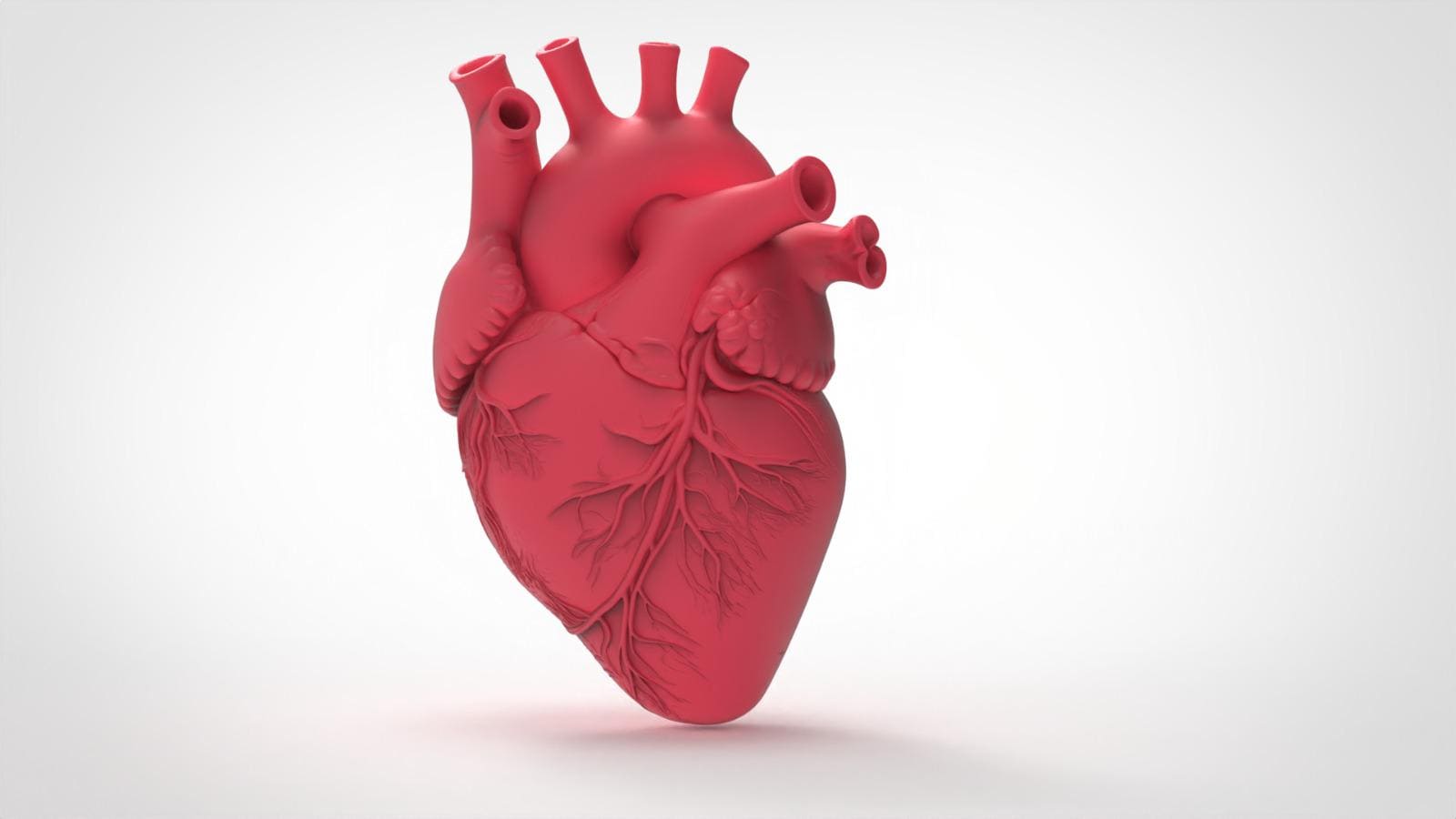 Anatomical Human Heart STL | Valentine Medical Heart Model Original ...
