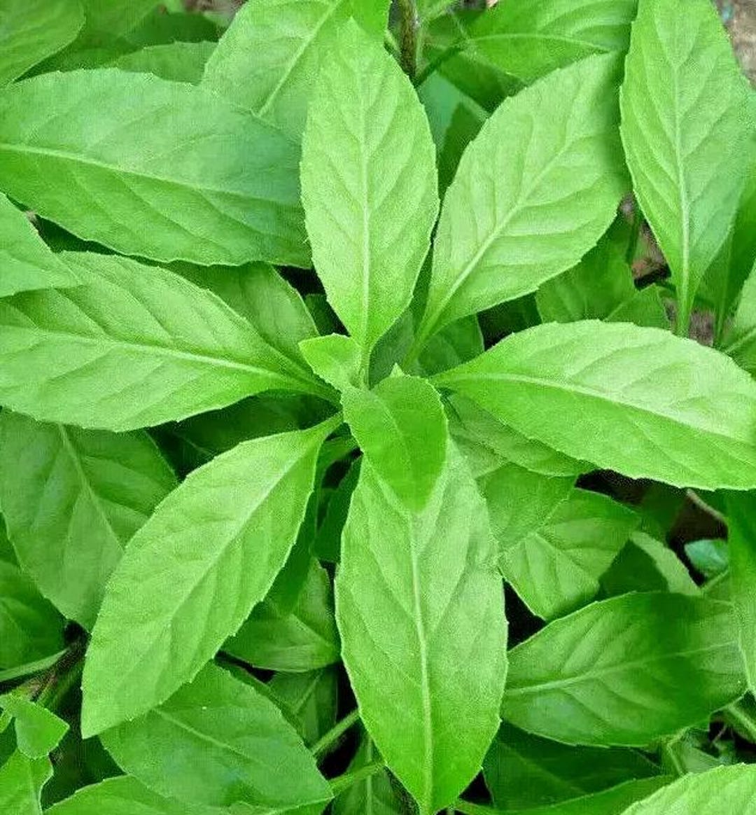 Longevity Spinach Plant Live for Planting, Gynura Procumbens Plant for ...