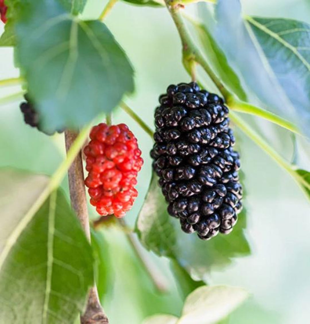 Dwarf Everbearing Mulberry Live for Planting, Everbearing Mulberry Bush ...