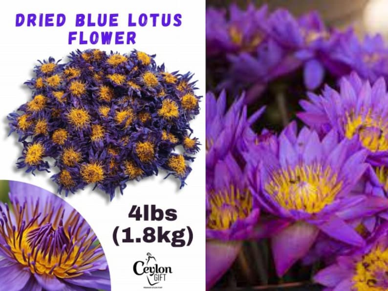 Blue Lotus Flowers Dried 4 Lbs Bulk – Premium Whole Blue Lotus Blossoms ...