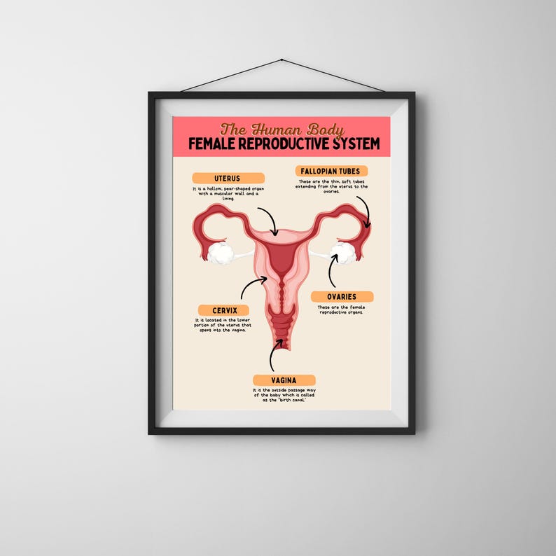 Female Reproductive System Editable Template Anatomy Poster | Women's ...