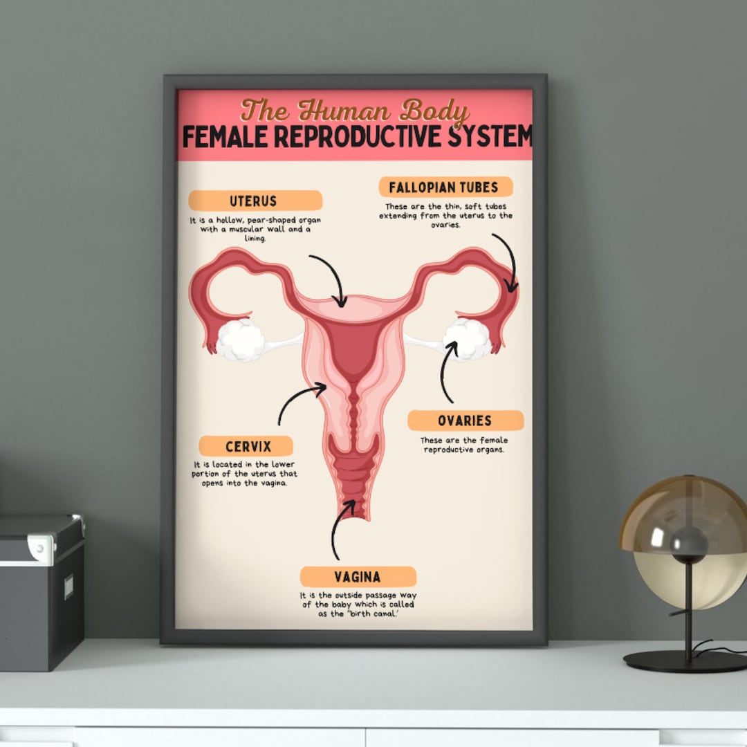 Female Reproductive System Editable Template Anatomy Poster | Women's ...