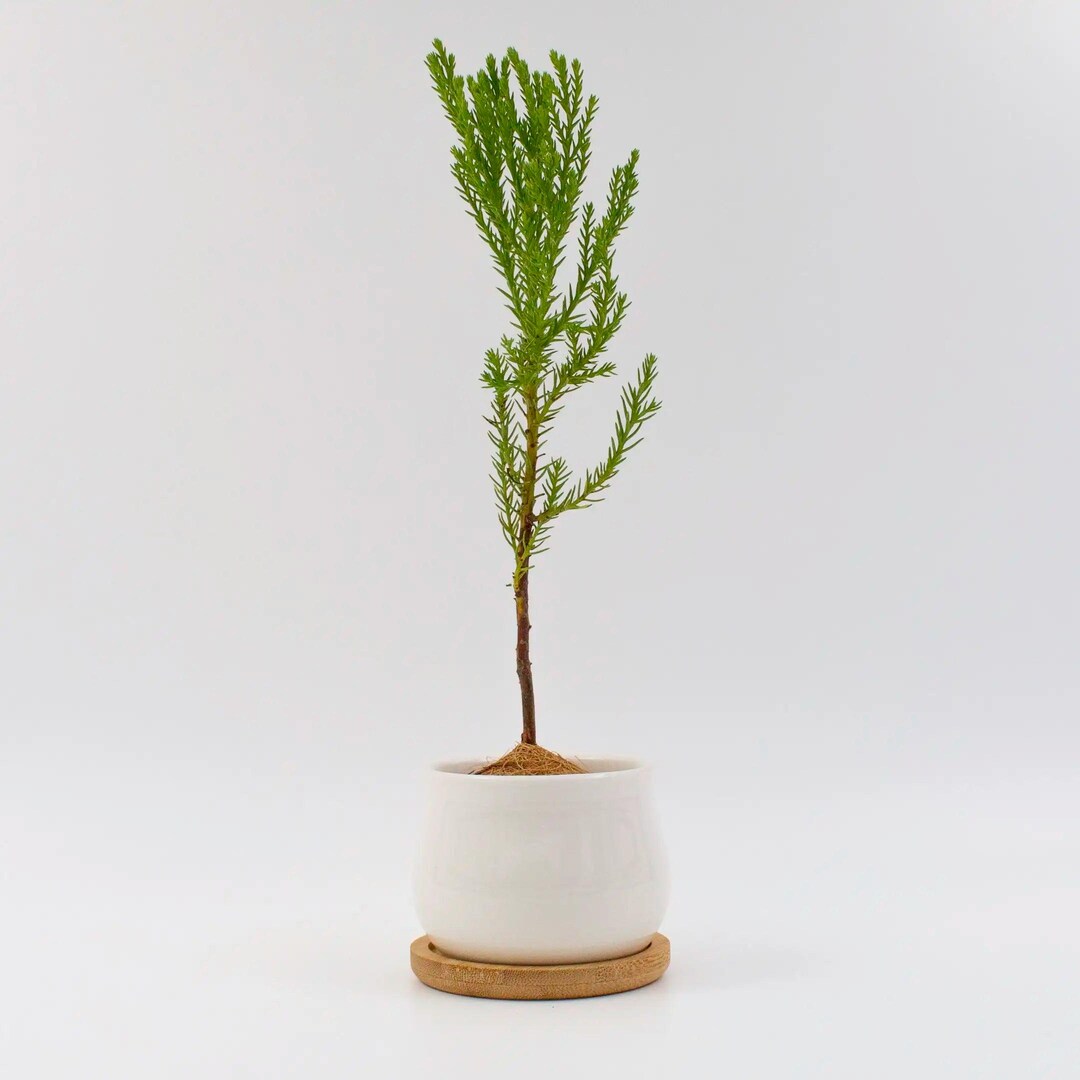 Giant Sequoia Tree Seedlings | Live Redwood Plants in Ceramic Pot ...