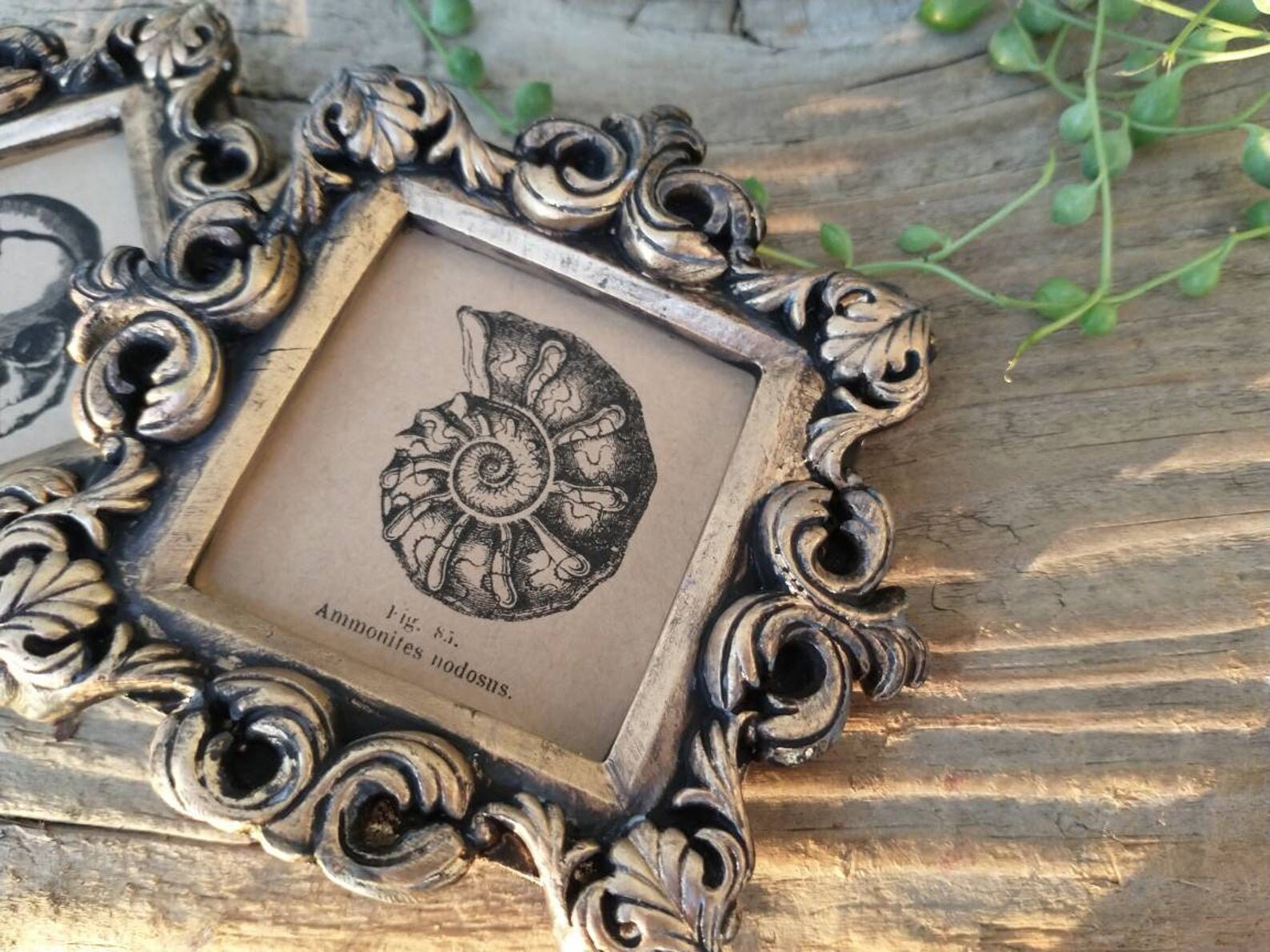 Vintage Ammonite Print in Baroque Frame - Nautilus Deep Sea Biology ...