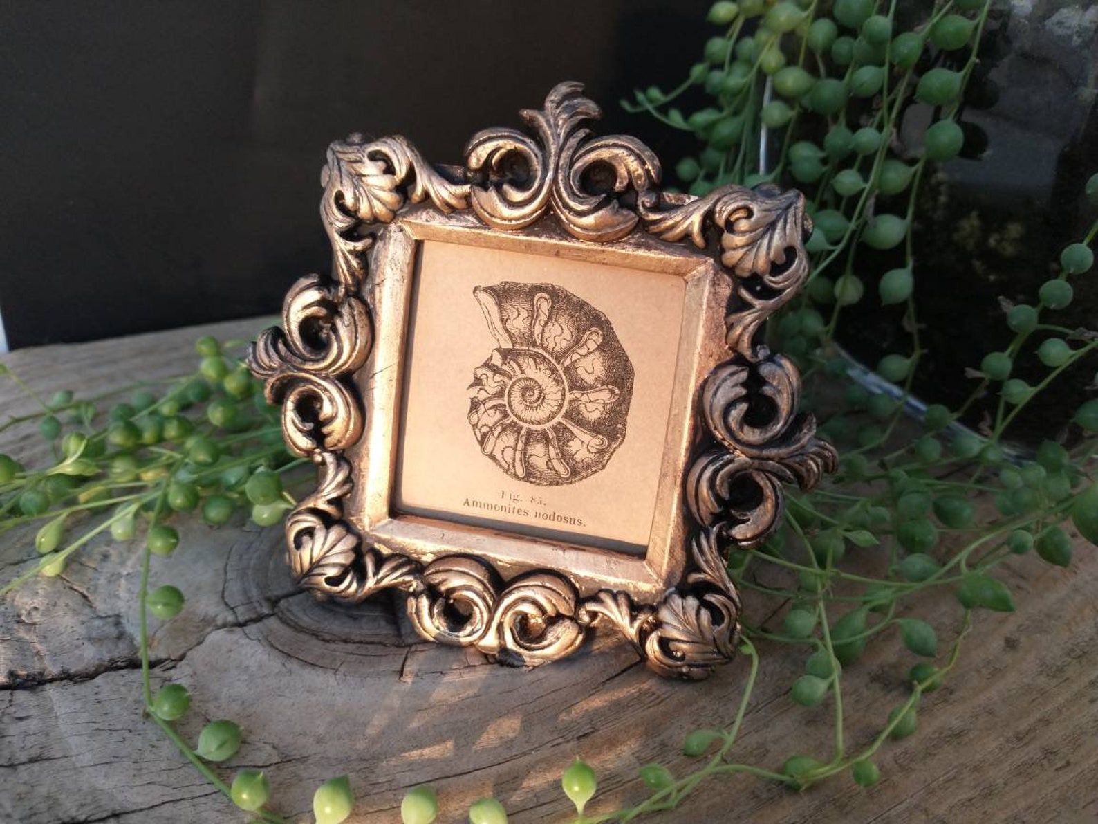 Vintage Ammonite Print in Baroque Frame - Nautilus Deep Sea Biology ...