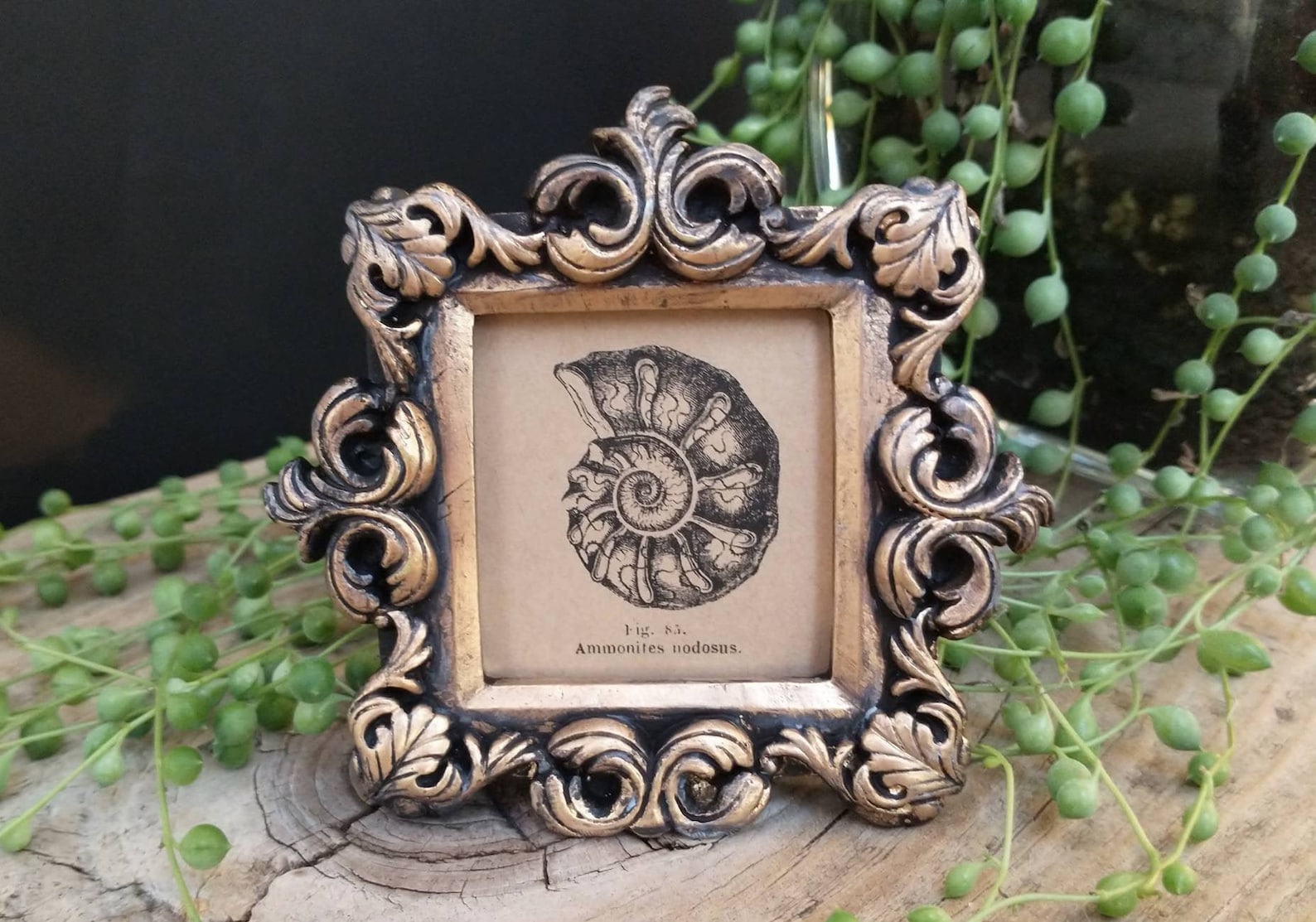 Vintage Ammonite Print in Baroque Frame Nautilus Deep Sea | Etsy