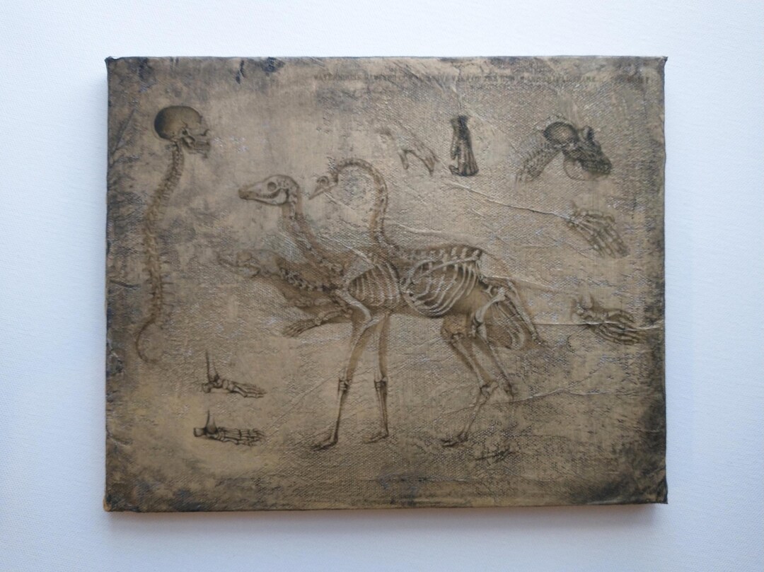 Bizarre Vintage Anatomy Print - Weird Antique Biology Art on Canvas ...