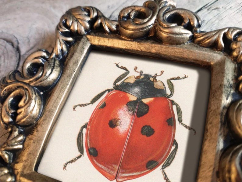 Ladybug Print in Baroque Frame - Mini Vintage Cute Insect Bug Print in ...