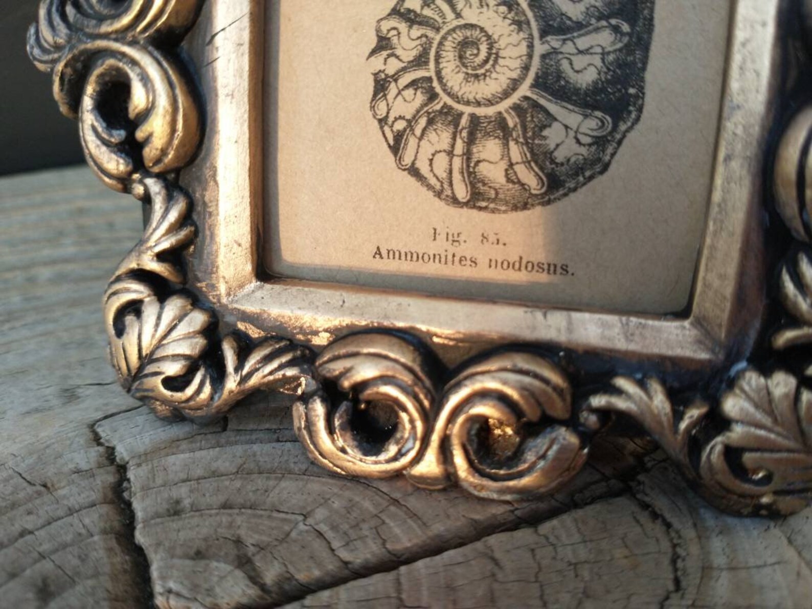 Vintage Ammonite Print in Baroque Frame Nautilus Deep Sea | Etsy