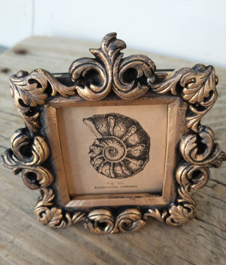 Vintage Ammonite Print in Baroque Frame - Nautilus Deep Sea Biology ...