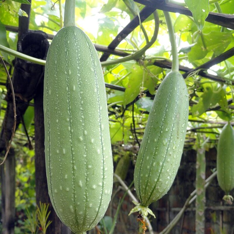 Luffa Sponge - Etsy