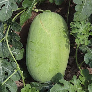 Charleston Grey Watermelon Seeds - Citrullus Lanatus Variety for Summer ...