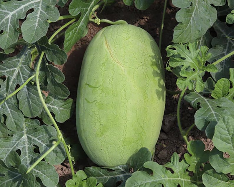 Charleston Grey Watermelon Seeds - Citrullus Lanatus Variety for Summer ...