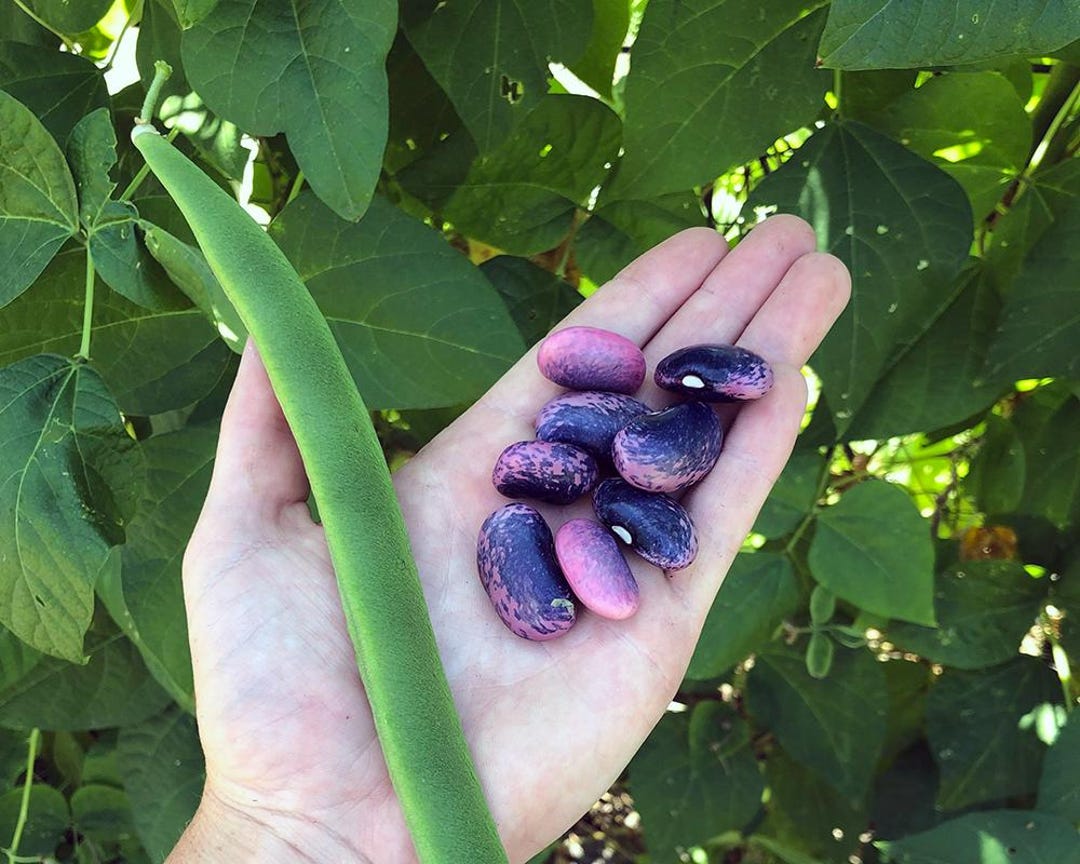 Scarlet Runner Bean Seeds: Heirloom Variety, Edible Pods (8 Grams) - Etsy