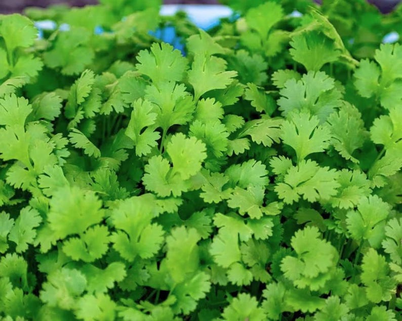 Slow Bolt Cilantro Seeds - 5 Grams - Coriandrum Sativum 'slow Bolt' - Etsy
