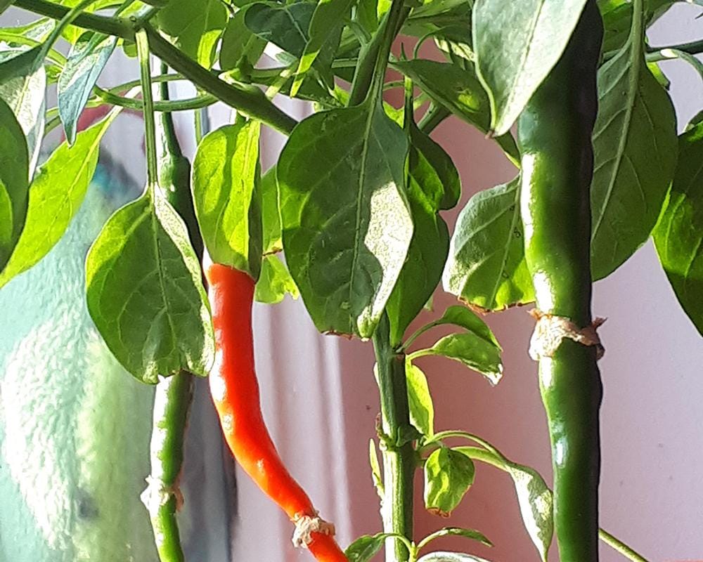 Cayenne Long Slim Pepper Seeds - 1/2 Gram - Capsicum Annuum 'cayenne ...