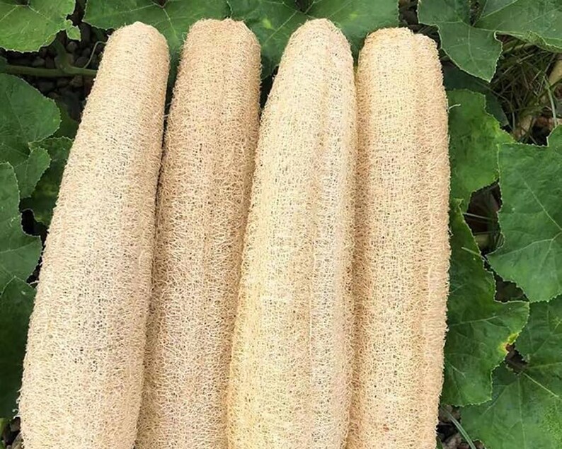 Luffa Sponge Gourd Seeds - 1 Gram - Luffa Aegyptiaca - Etsy