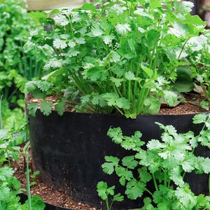Slow Bolt Cilantro Seeds - 5 Grams - Coriandrum Sativum 'slow Bolt' - Etsy
