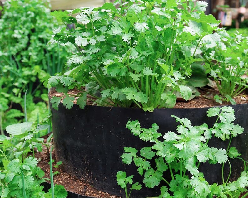 Slow Bolt Cilantro Seeds - 5 Grams - Coriandrum Sativum 'slow Bolt' - Etsy
