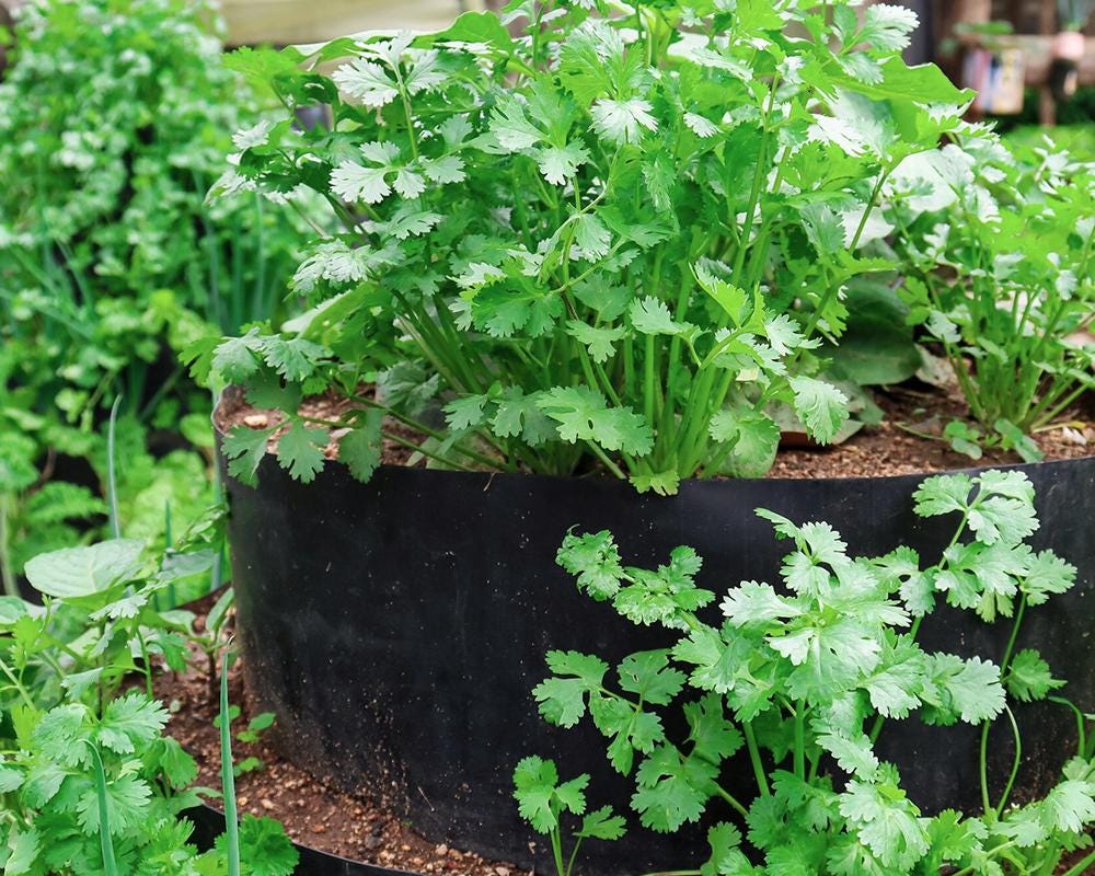 Slow Bolt Cilantro Seeds - 5 Grams - Coriandrum Sativum 'slow Bolt' - Etsy