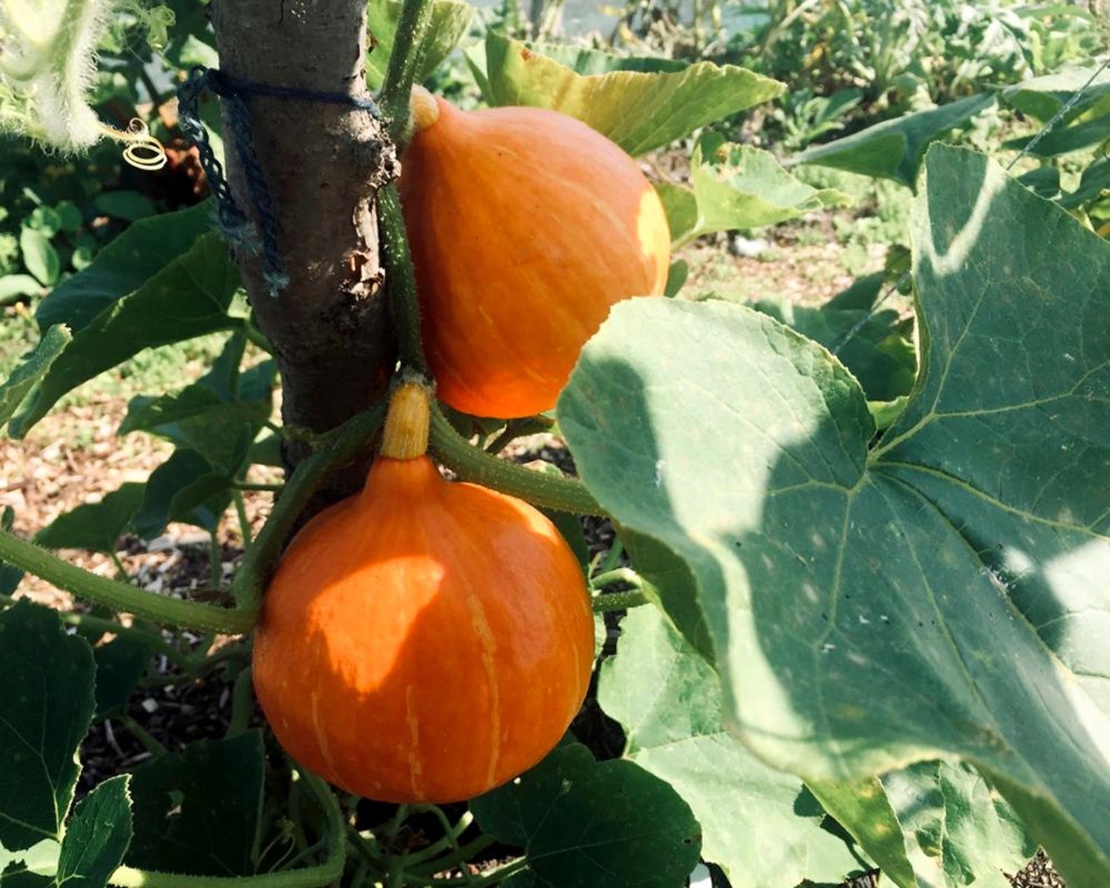 Uchiki Kuri Squash Seeds: Japanese Heirloom, Edible Skin - Etsy