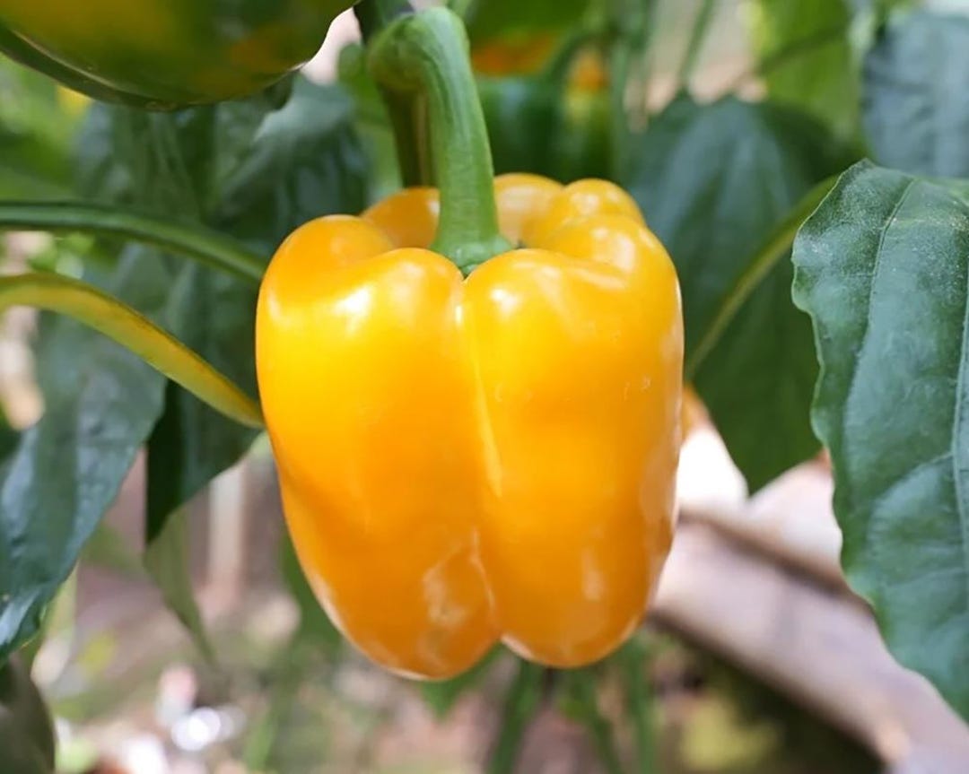 Golden Cal Wonder Pepper Seeds - 1/2 Gram - Capsicum Annuum 'golden ...