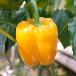 Golden California Wonder Pepper Seeds: Sweet Bell Pepper - Etsy