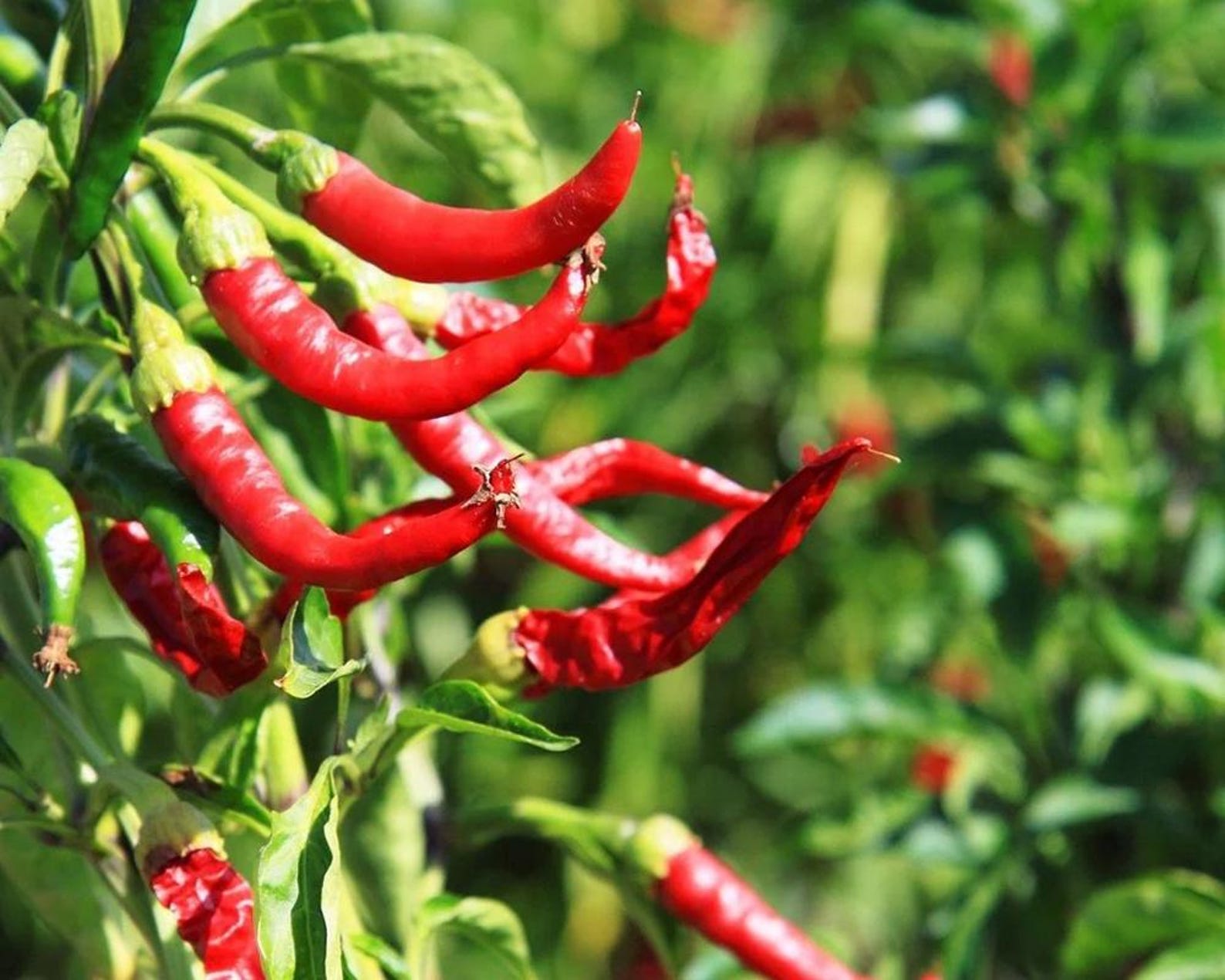 Cayenne Long Slim Pepper Seeds - 1/2 Gram - Capsicum Annuum 'cayenne ...