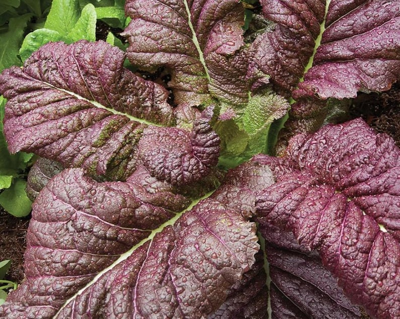 Jeok Gat Mustard Seeds: Korean Red Leaf, Spicy Greens - Etsy