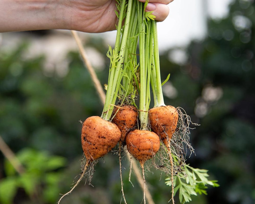 Parisian Carrot Seeds - 1 Gram - Daucus Carota Subsp. Sativus 'parisian ...