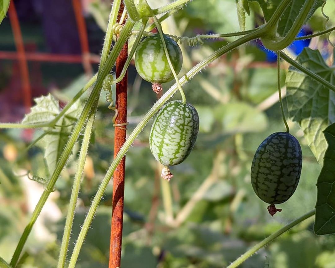 Cucamelon Mexican Sour Gherkin Seeds - 1 Grams - Melothria Scabra - Etsy