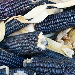 Hopi Blue Corn Seeds: Heirloom Variety (7 Grams) - Etsy