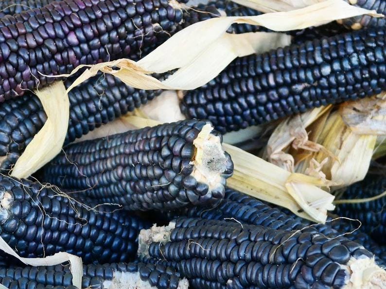 Hopi Blue Corn Seeds: Heirloom Variety (7 Grams) - Etsy