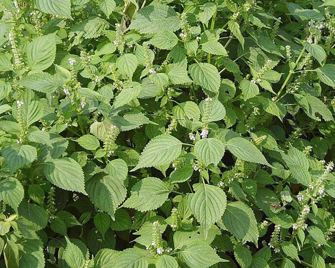 Korean Shiso Seeds - 1 Gram - Perilla Frutescens 'korean Shiso' - Etsy