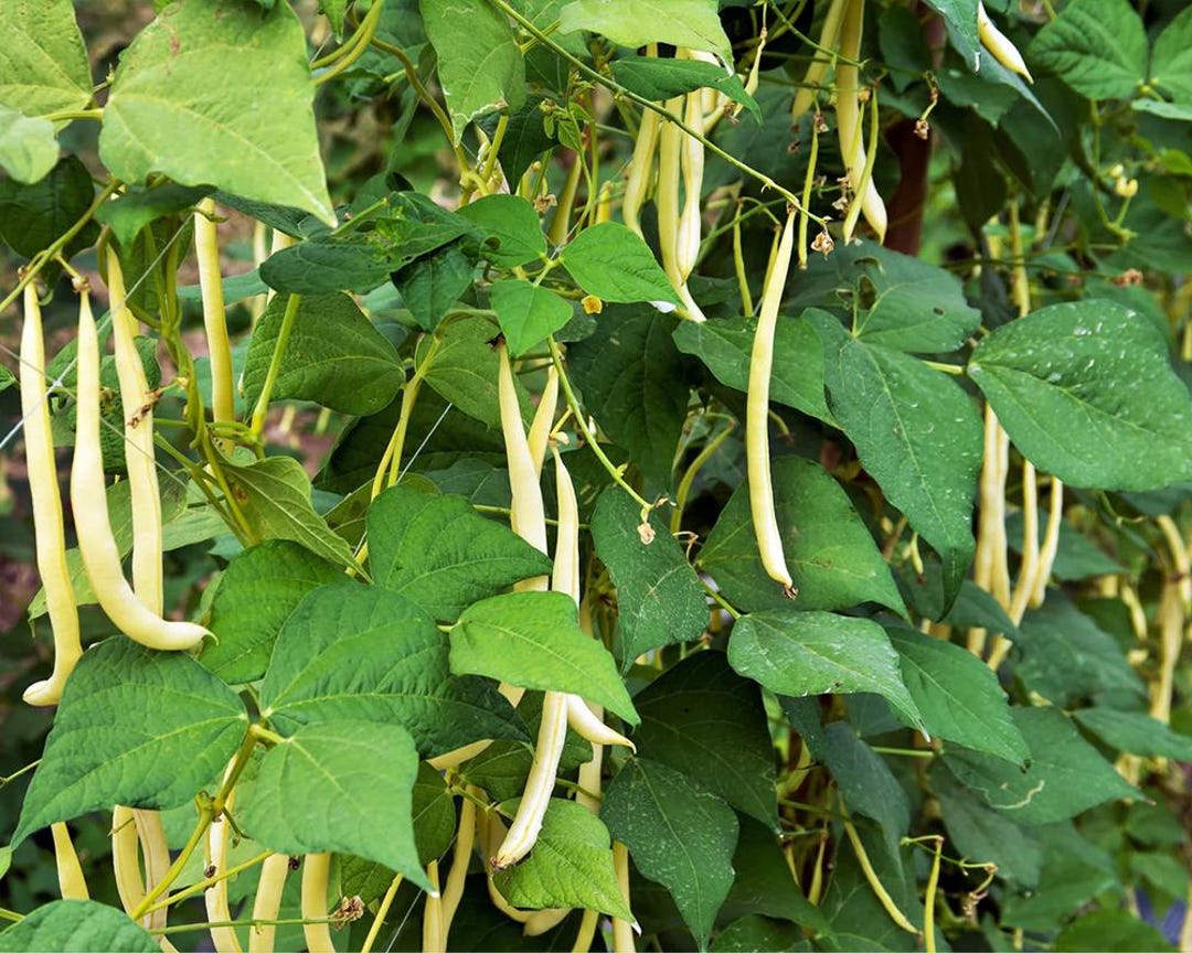 Cherokee Black Wax Bean Seeds - 8 Grams - Phaseolus Vulgaris 'cherokee ...