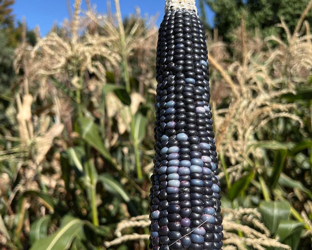 Hopi Blue Corn Seeds: Heirloom Variety (7 Grams) - Etsy