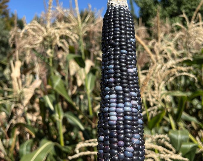 Blue Corn Seeds - Etsy