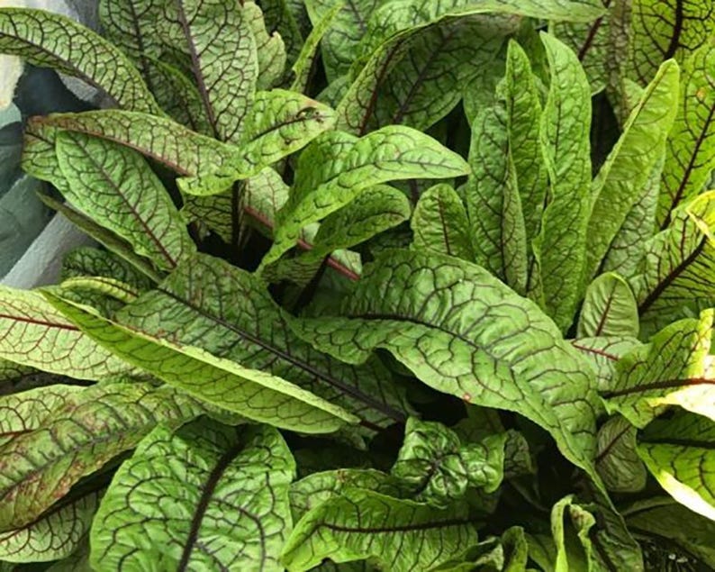 Red Apache Sorrel Seeds - 1 Gram - Rumex Acetosa 'red Apache' - Etsy