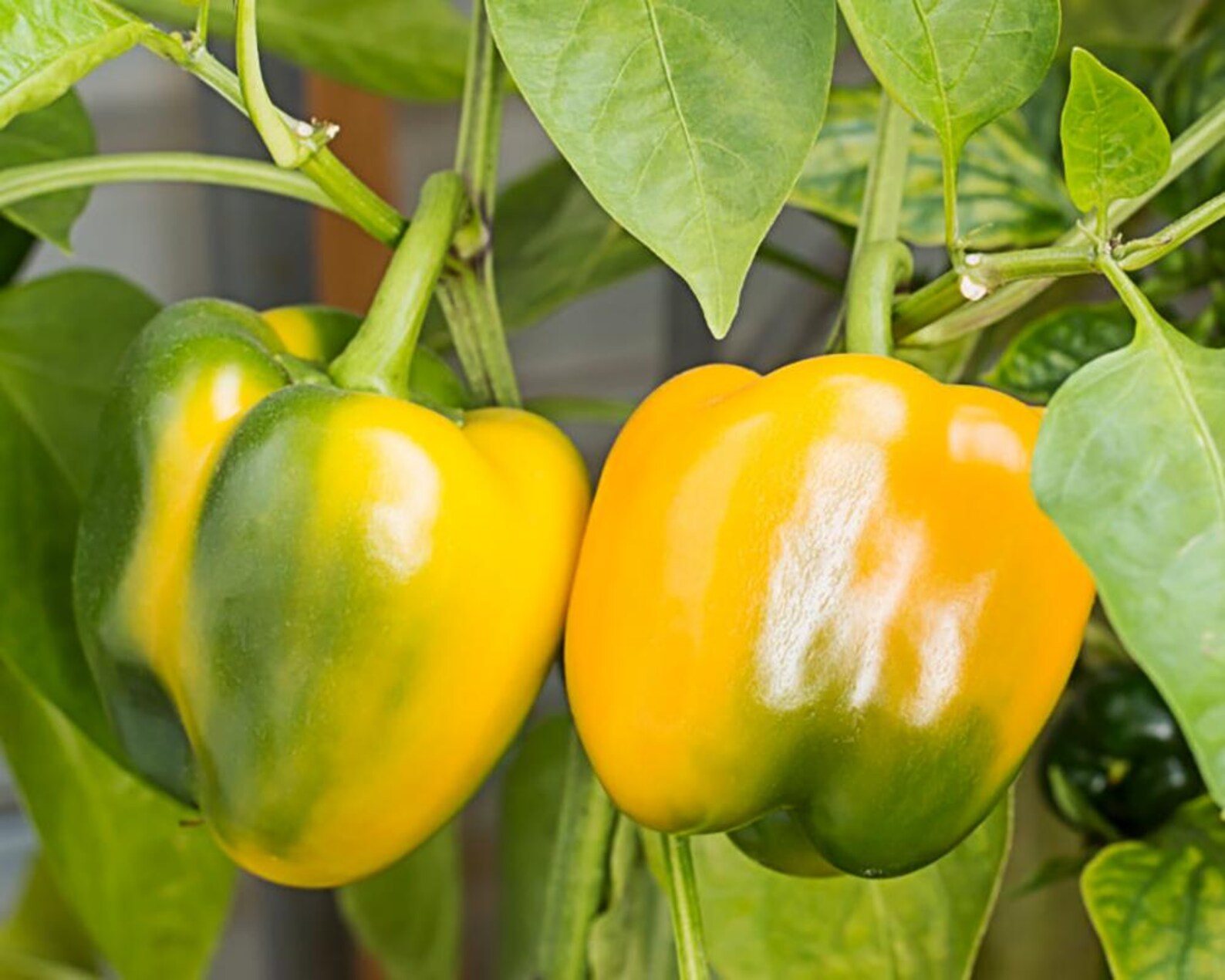 Golden California Wonder Pepper Seeds: Sweet Bell Pepper - Etsy