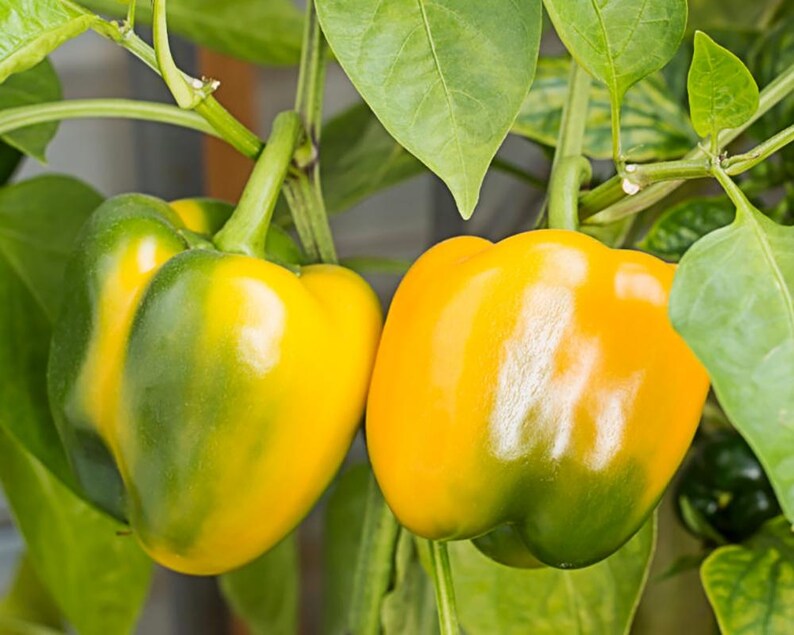 Golden California Wonder Pepper Seeds: Sweet Bell Pepper - Etsy