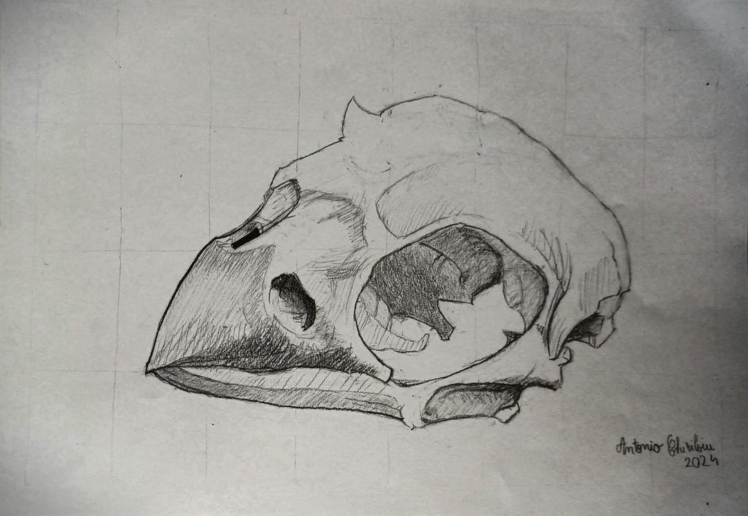 Realistic Bird Skull Drawing – Handcrafted Pencil Artwork, Detailed ...