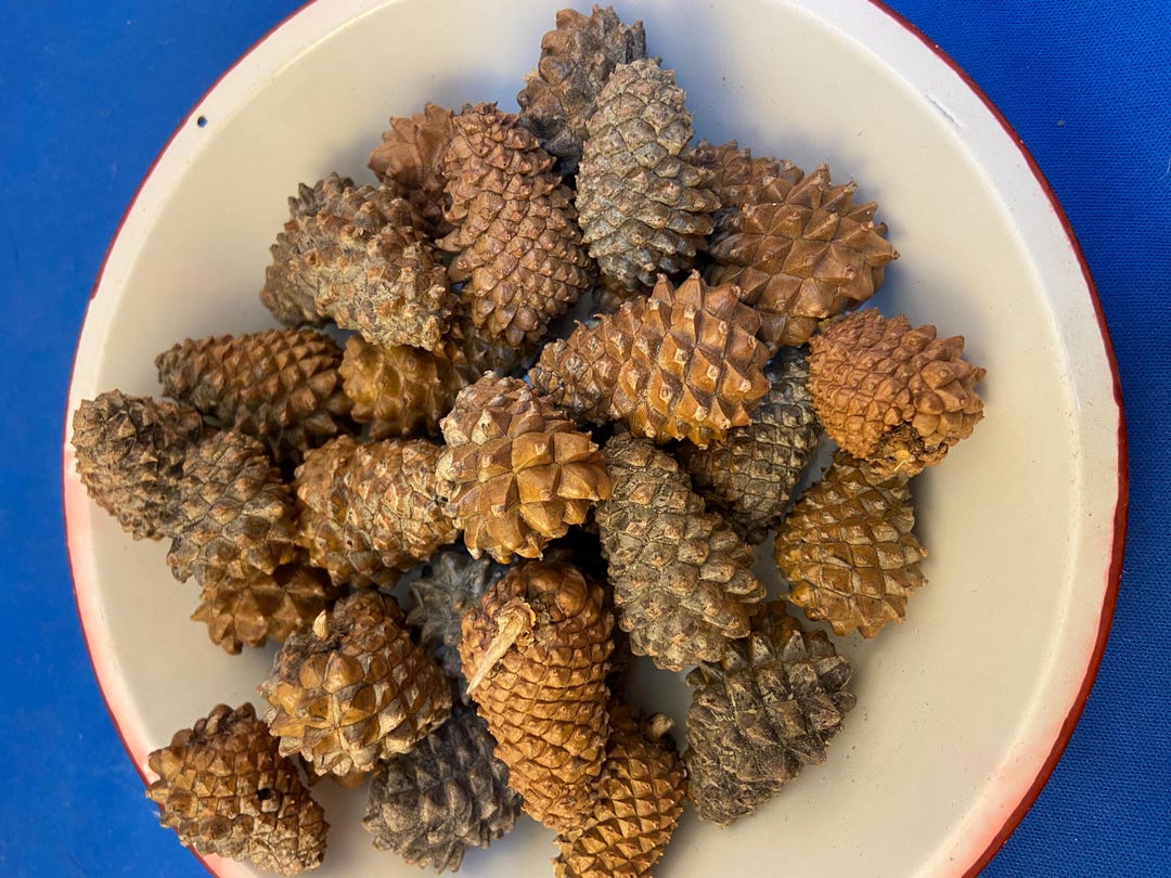 Pine Cones, Small, Mini Cones, Tiny Pine Cones, Decor, Embellishment - Etsy