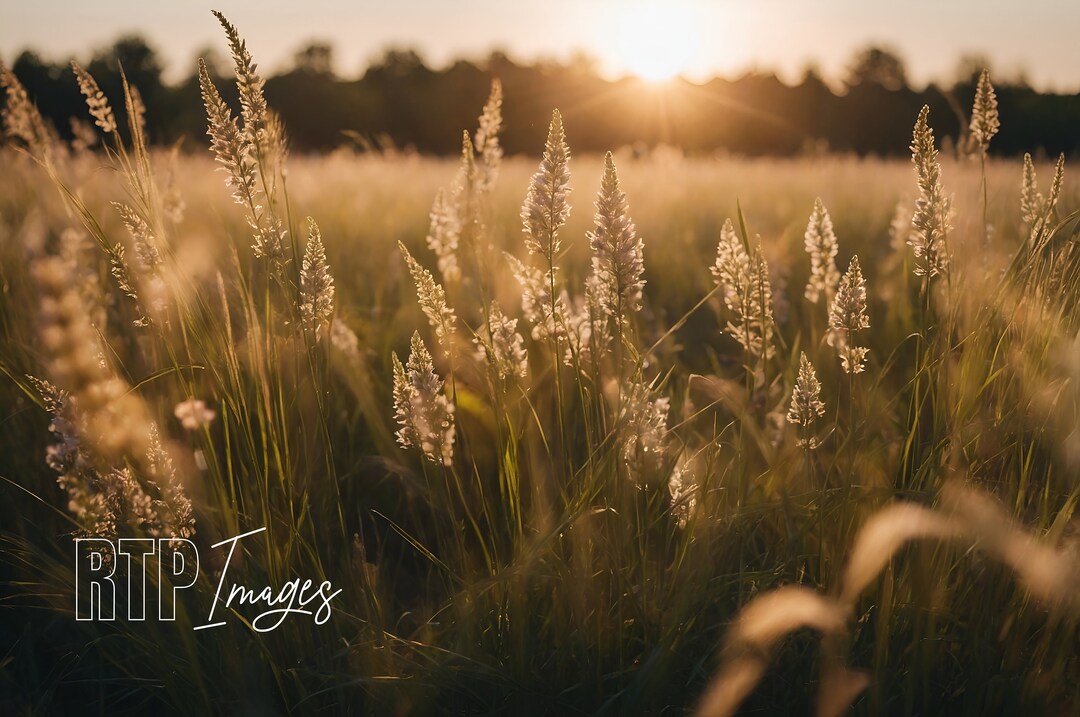 Composite Digital Backdrop of a Sunny Summer Wheat Field for Portraits ...