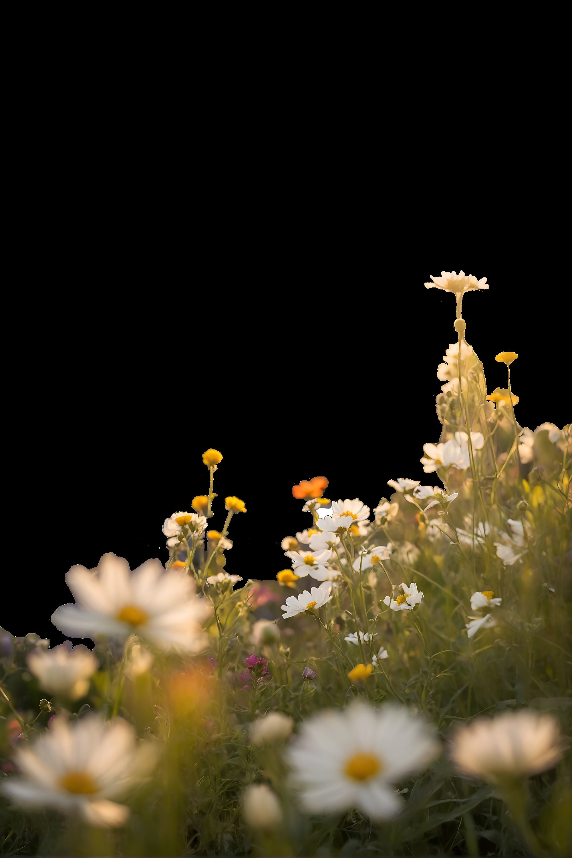 Composite Background Spring Wildflowers, 2 Layers for Fine Art Digital ...