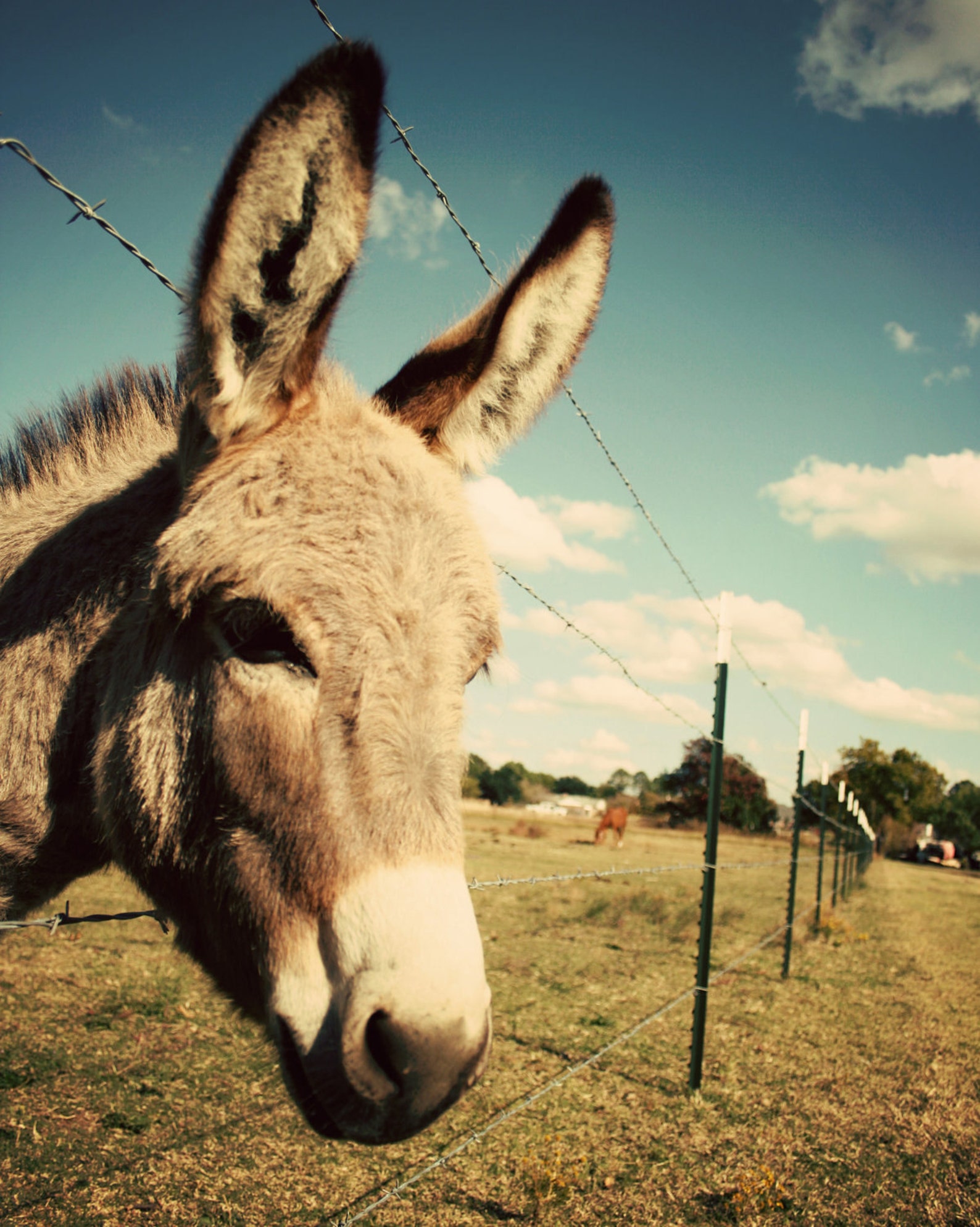 Donkey Farm Ranch Animal Landscape Cobalt Blue Tan Gigi - Etsy