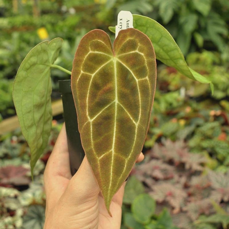 Anthurium Forgetii - Etsy