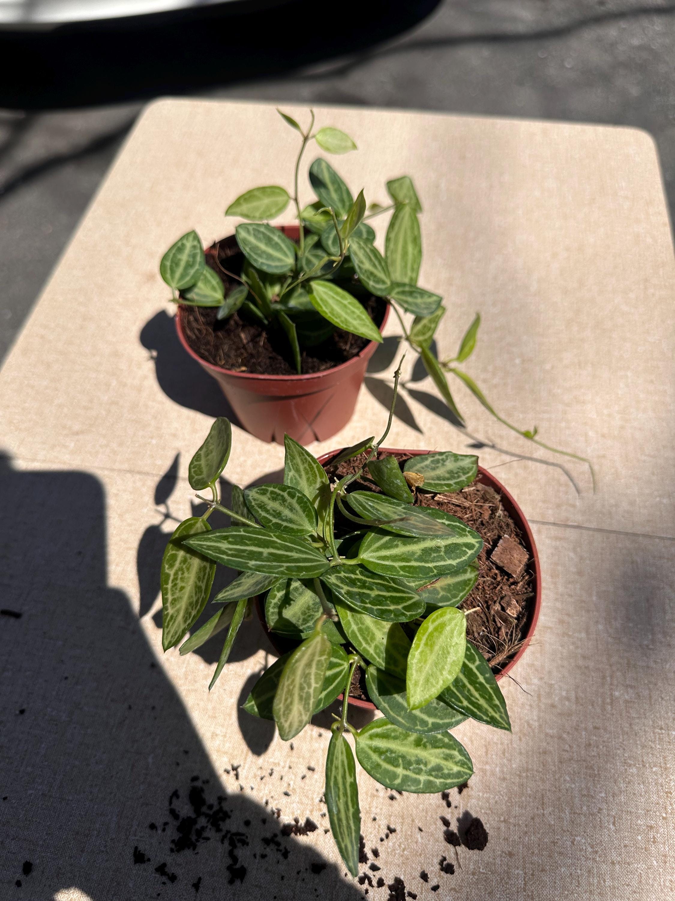 Hoya Dischidia Melon 4 Inch Live Houseplant - Etsy