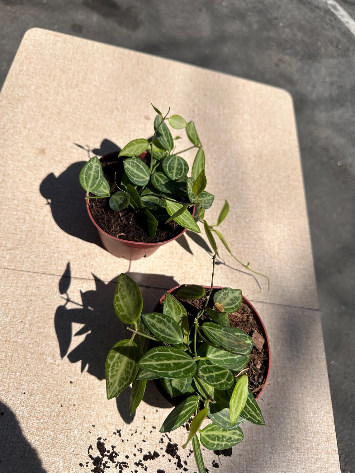 Hoya Dischidia Melon 4 Inch Live Houseplant - Etsy