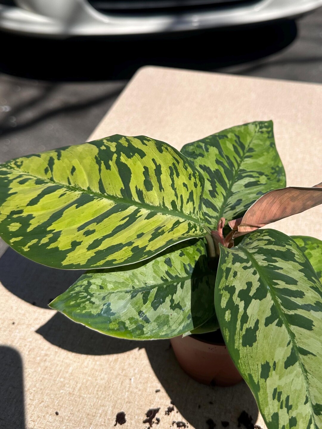 Homalomena Camouflage: Rare Marbled Foliage Tropical Houseplant - Etsy