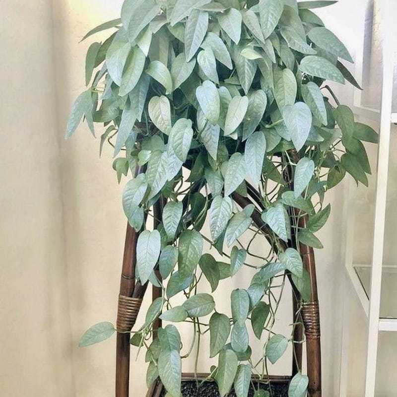 Cebu Blue Pothos - Etsy